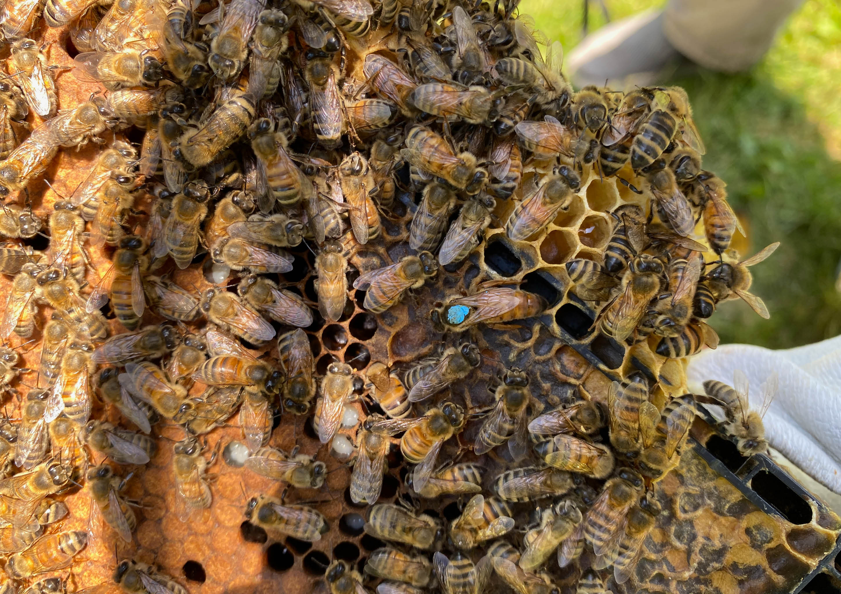 Honey Bees – BeeWorks LLC