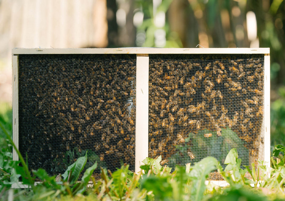 BeeWorks Supply Company, LLC – BeeWorks LLC