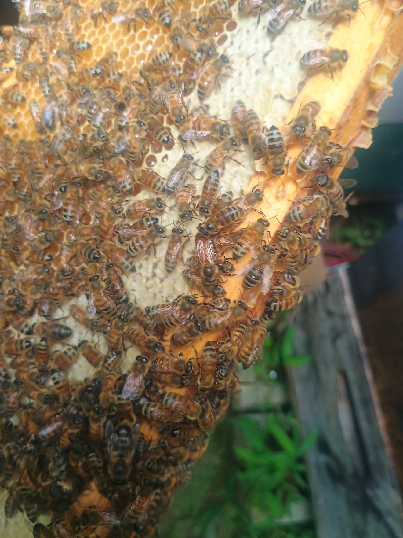 BeeWorks Supply Company, LLC – BeeWorks LLC