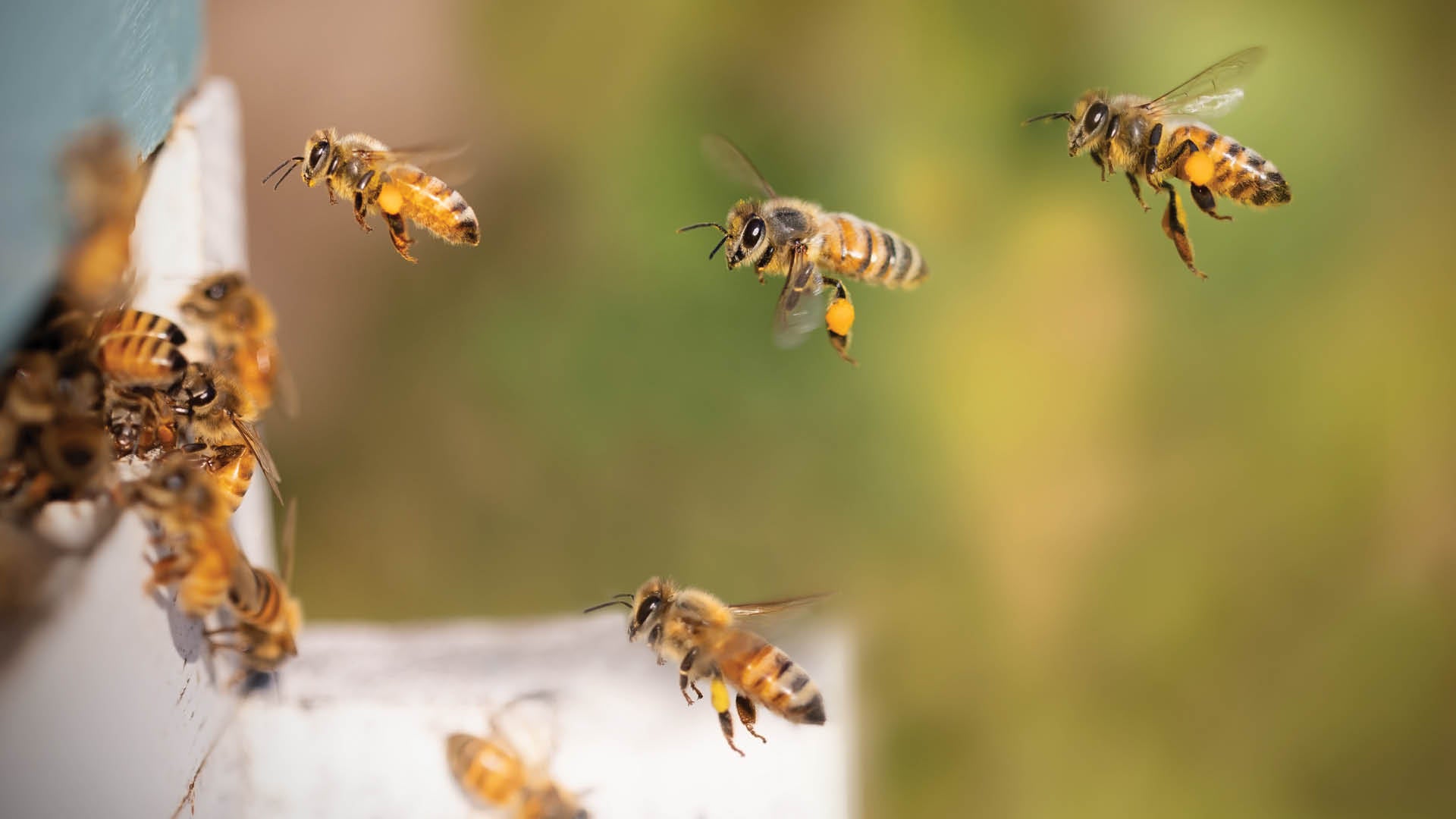 BeeWorks Supply Company, LLC – BeeWorks LLC